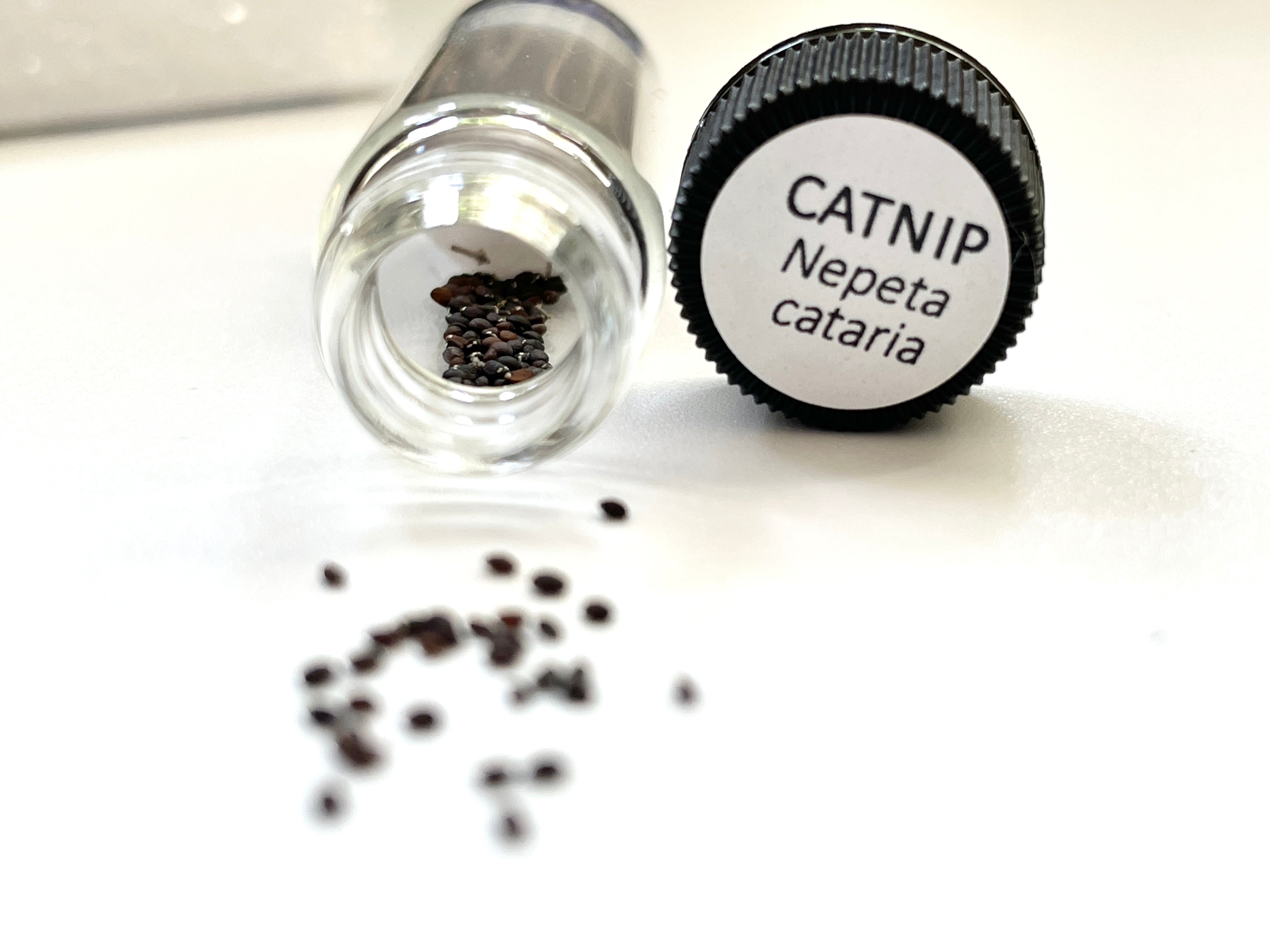 Welcome to FrozenSeeds! Check Out Our Frozen Seed Bank! – Frozen Seed ...