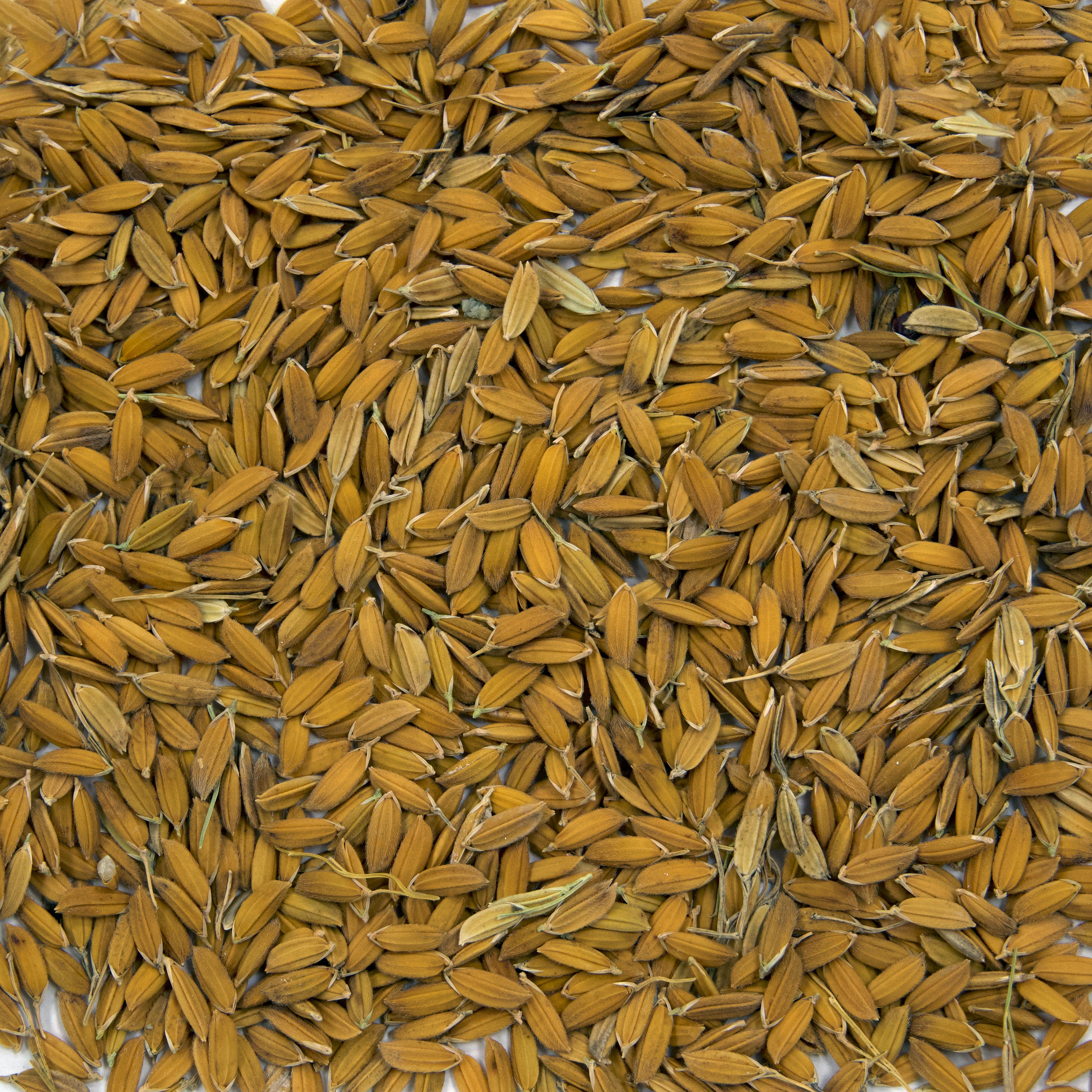 Rice Carolina Gold Seeds – Frozen Seed Capsules™