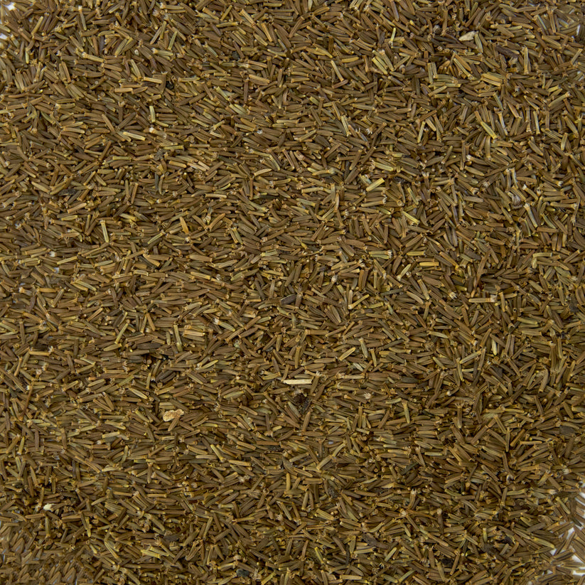 Elecampane Seeds (Inula helenium) – Frozen Seed Capsules™