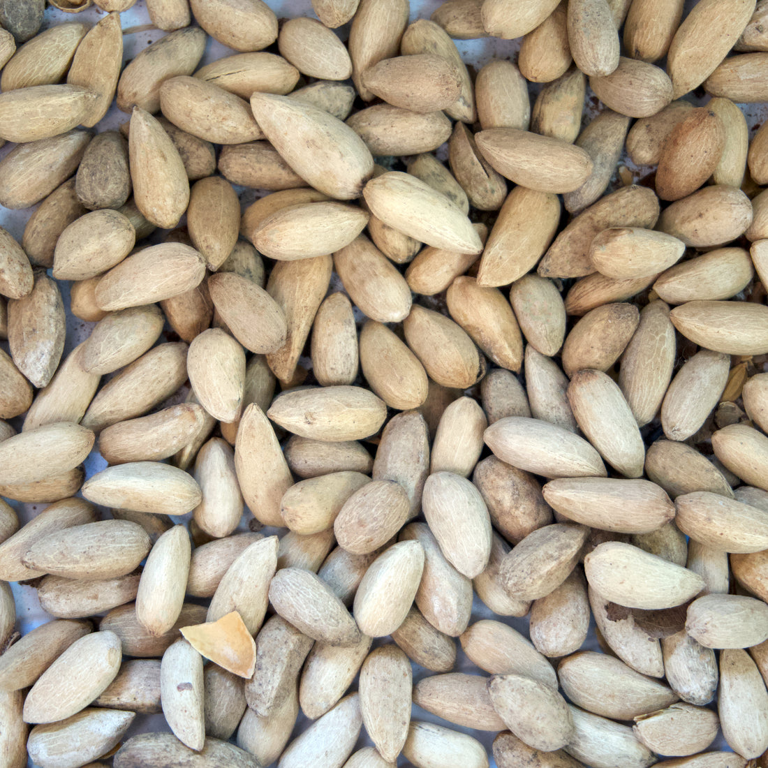 Neem Tree Seeds (Azadirachta indica) – Frozen Seed Capsules™