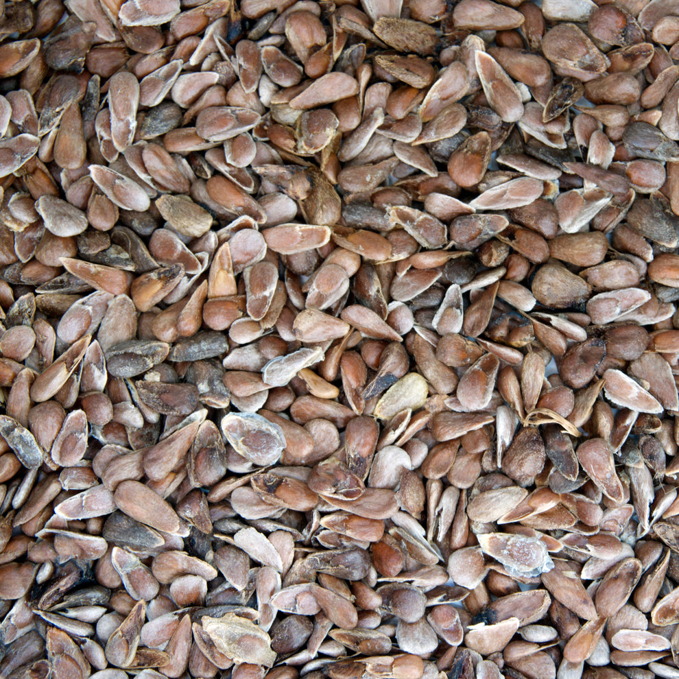 Noni Tree Seeds (Morinda citrifolia) – Frozen Seed Capsules™