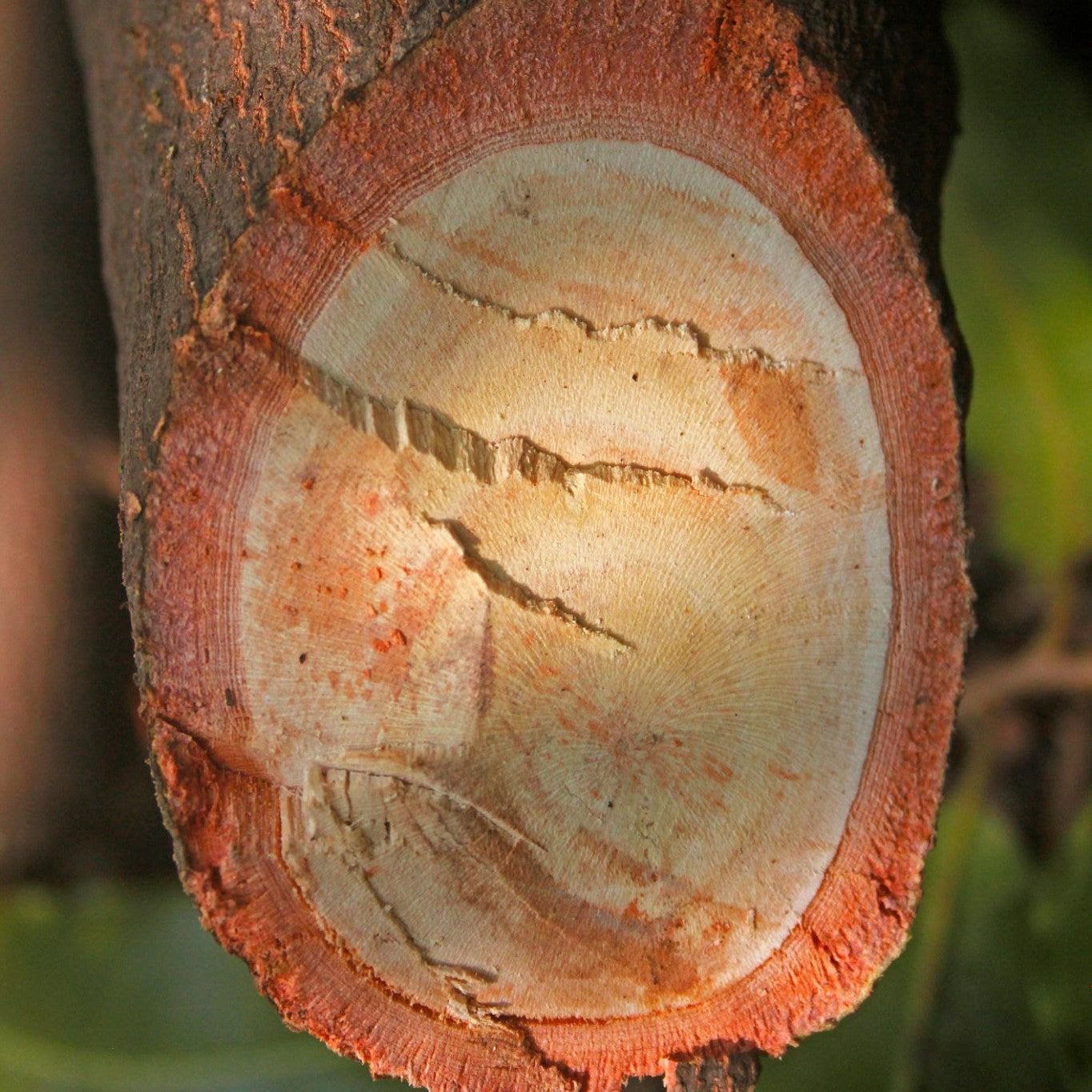 Red Sandalwood Tree Seeds (Pterocarpus santalinus) [PACKET ONLY ...