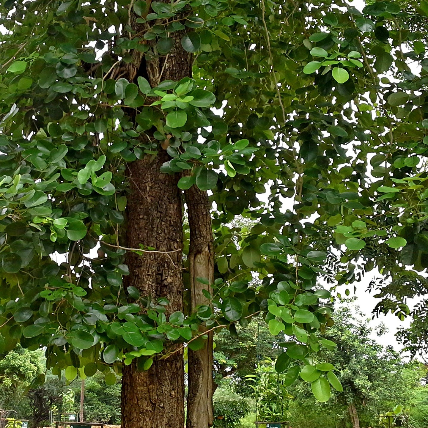 Chandan Tree Cultivation