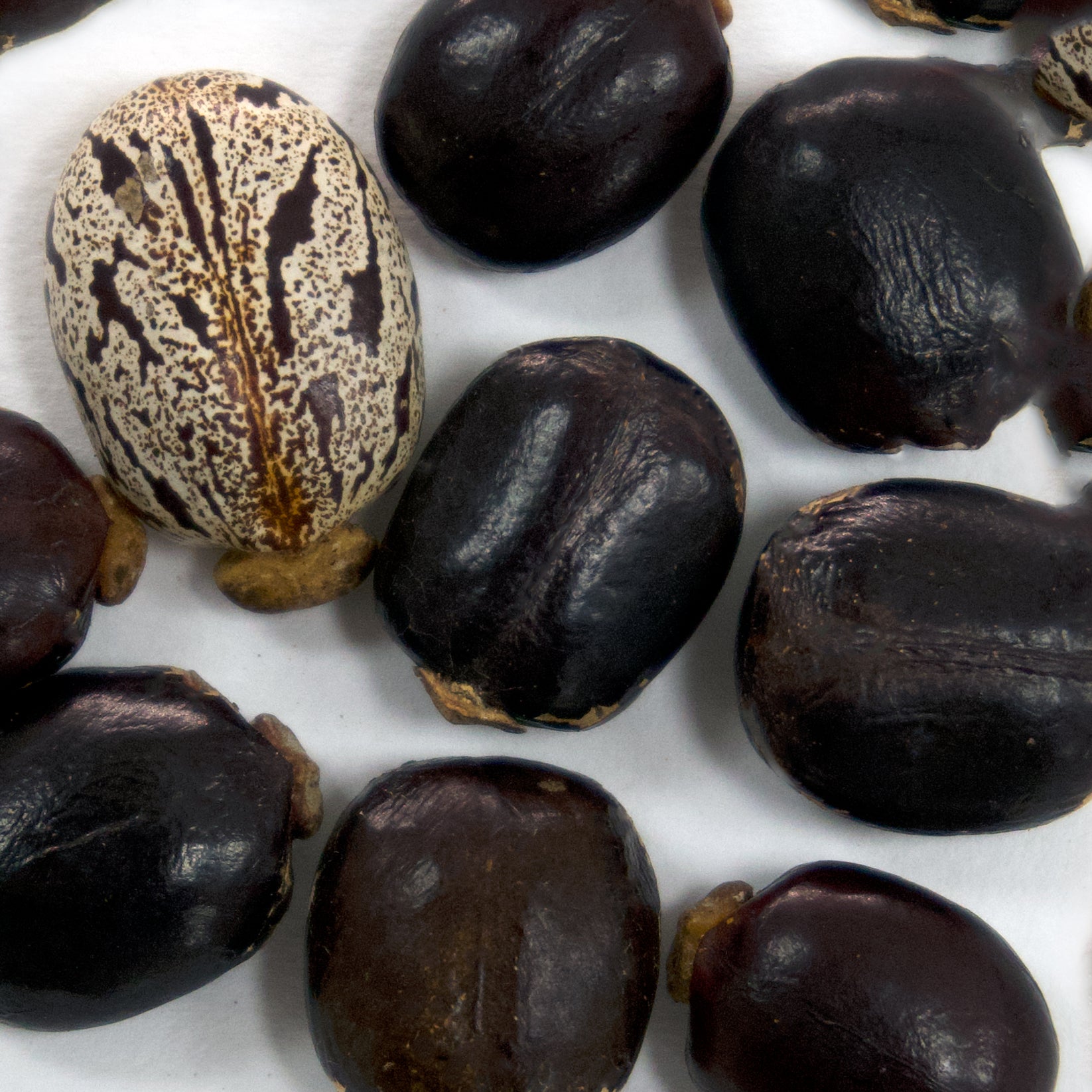 Red Giant Castor Bean Seeds [PACKET ONLY] – Frozen Seed Capsules™