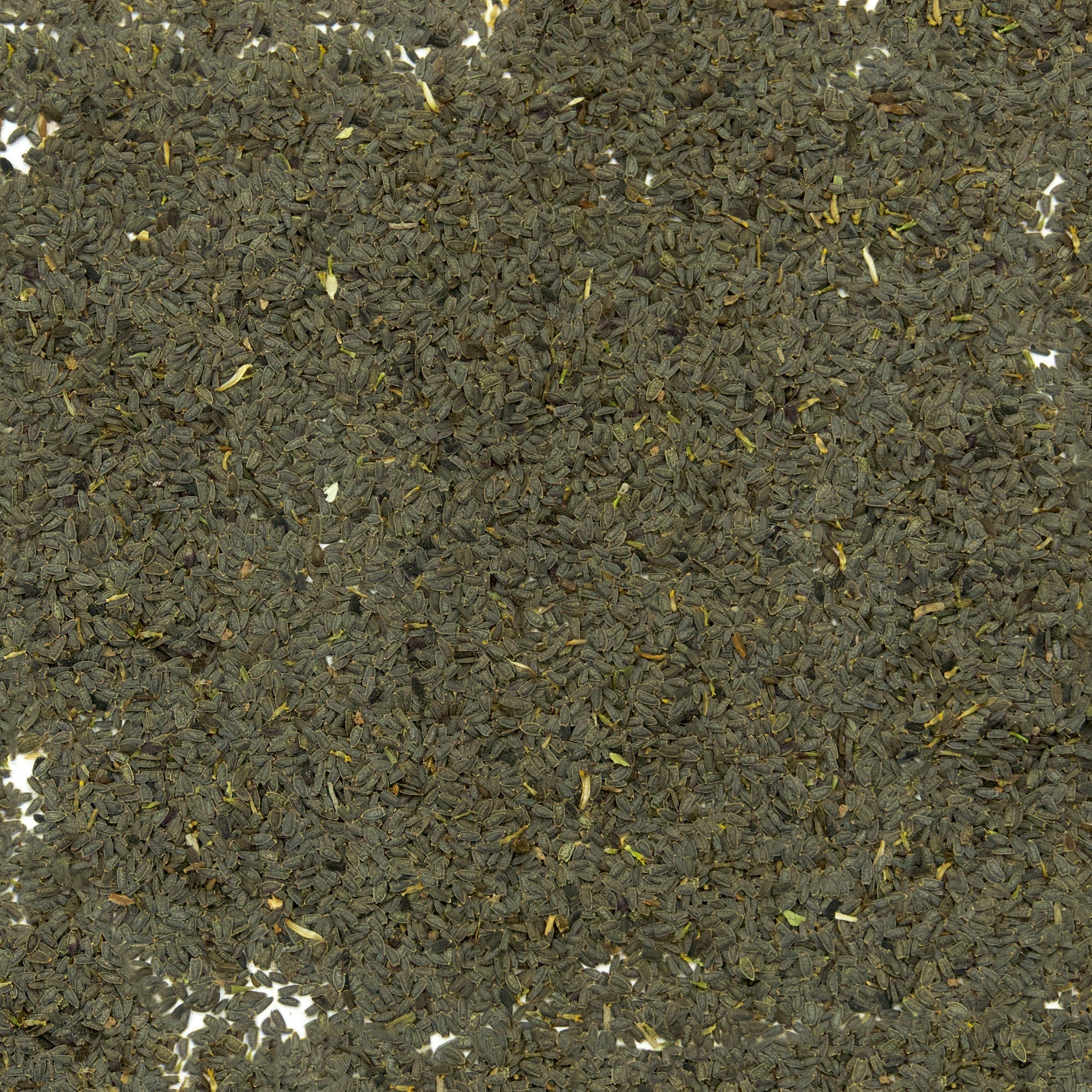 Toothache Plant Seeds, Bulls Eye (Spilanthes acmella) – Frozen Seed ...