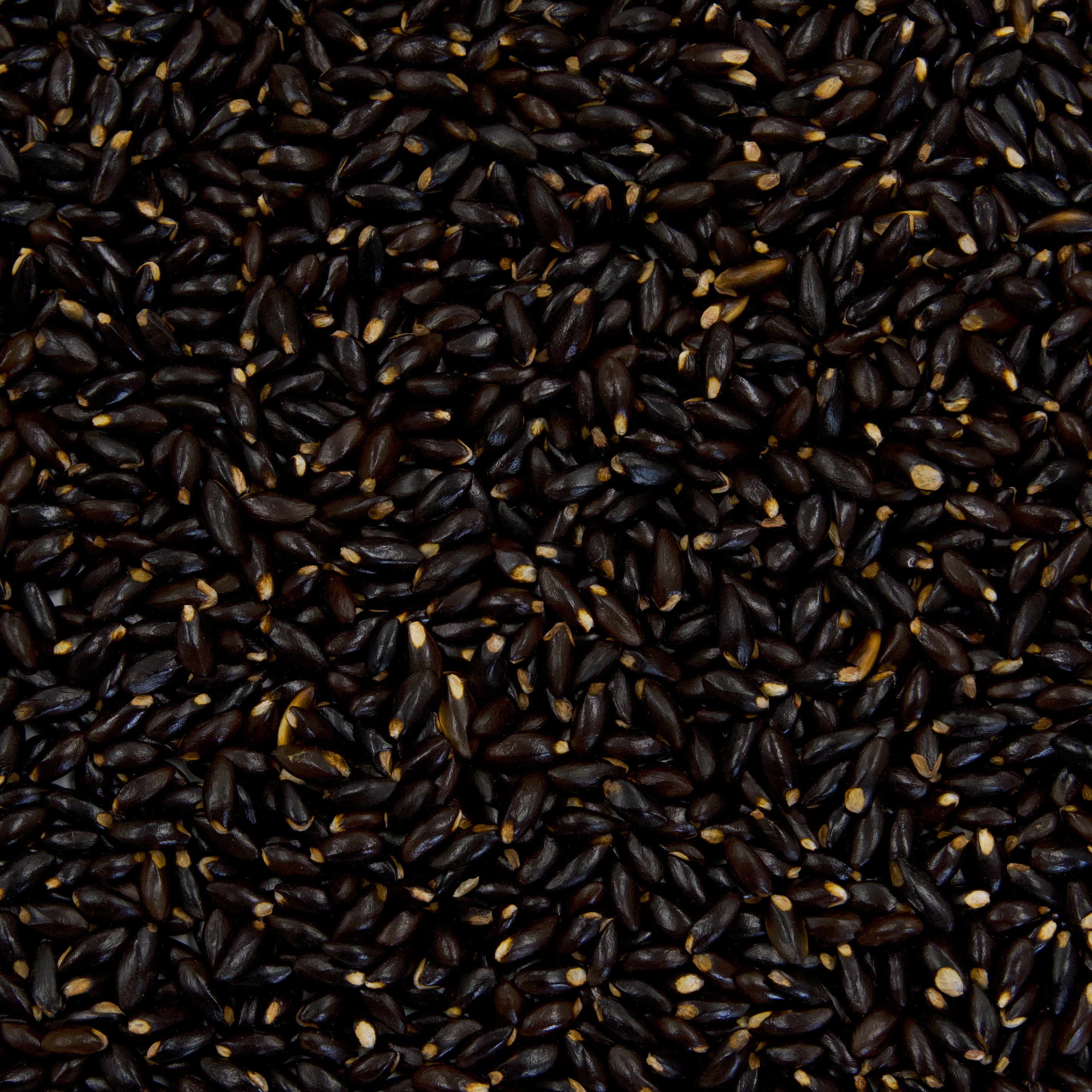 Witch Hazel Seeds (Hamamelis virginiana) – Frozen Seed Capsules™