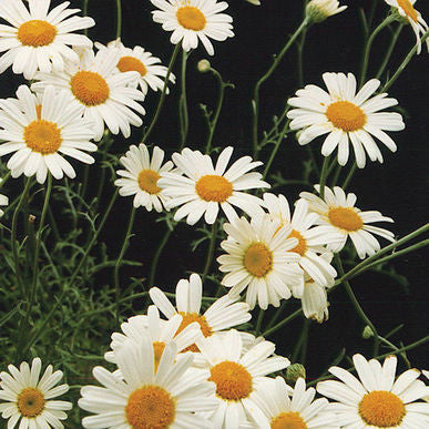 Pyrethrum Seeds (Tanacetum cinerariifolium) – Frozen Seed Capsules™