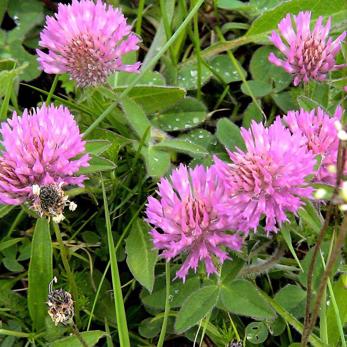 Red Clover Seeds (Trifolium pratense) – Frozen Seed Capsules™