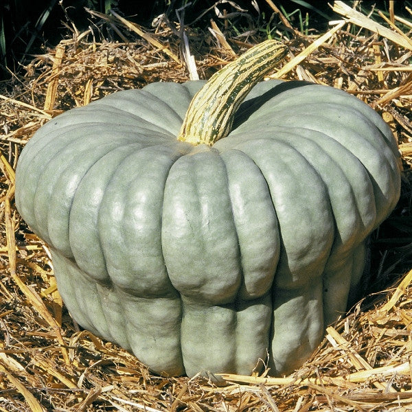 Queensland Blue Squash Seeds [PACKET ONLY] – Frozen Seed Capsules™