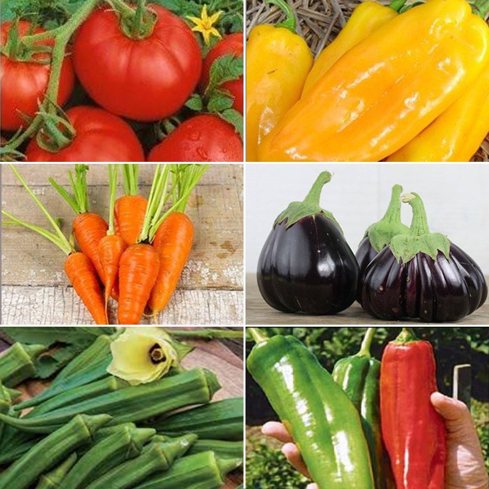 Frozen Seed Capsules 12 Heirloom Garden Seed Pack – Frozen Seed Capsules™