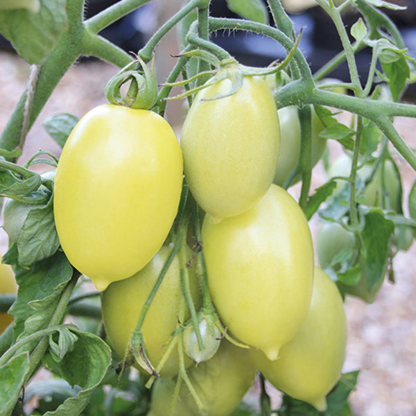 Cream Sausage Tomato Seeds – Frozen Seed Capsules™