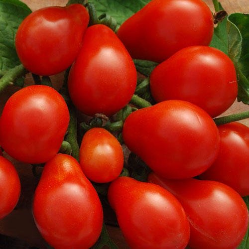 Red Fig Tomato Seeds – Frozen Seed Capsules™