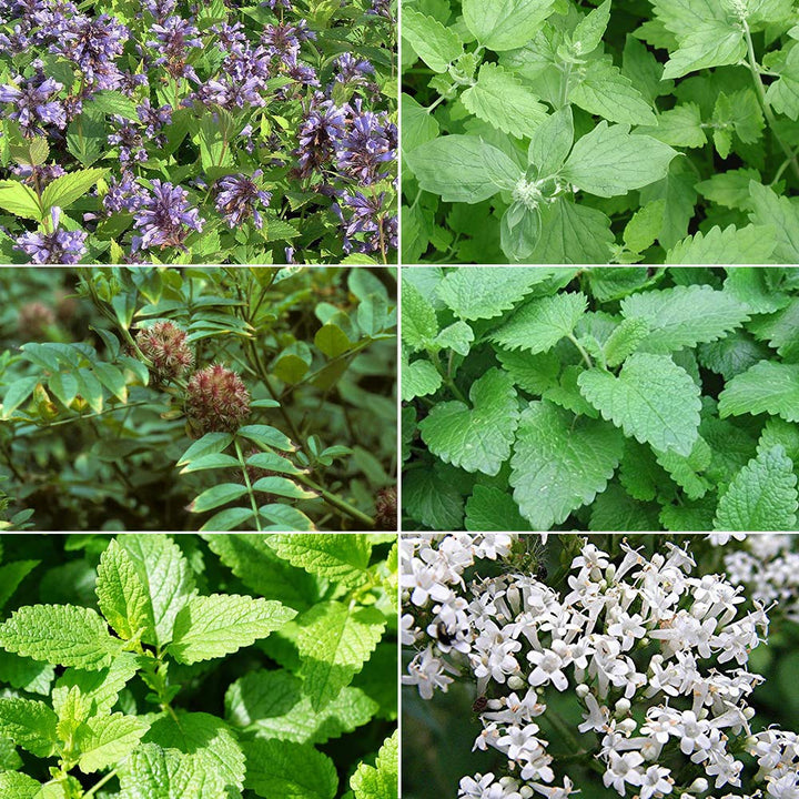 Welcome to FrozenSeeds! Check Out Our Frozen Seed Bank! – Frozen Seed ...