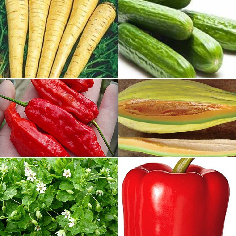Heirloom Vegetable Garden Seed Collection #3 - 6 Pack Variety of Seeds ...