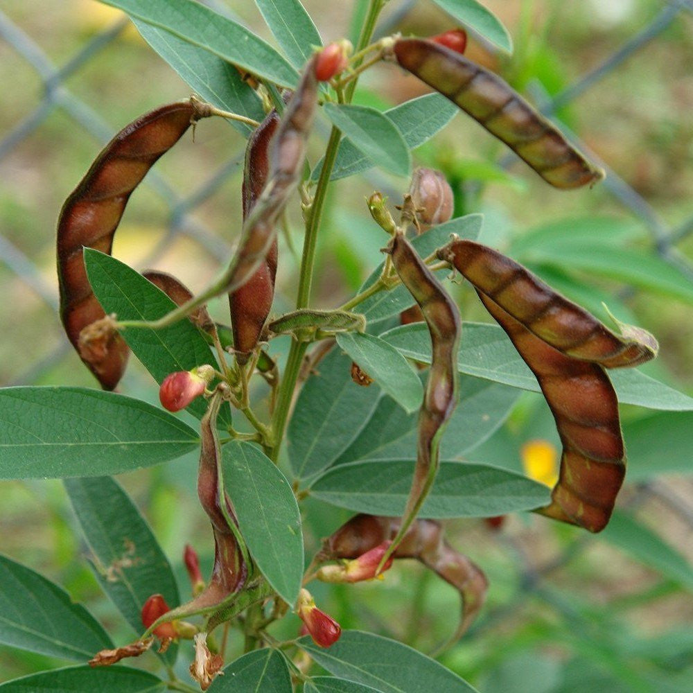 Pigeon Pea Seeds (Cajanus cajan) [PACKET ONLY] – Frozen Seed Capsules™