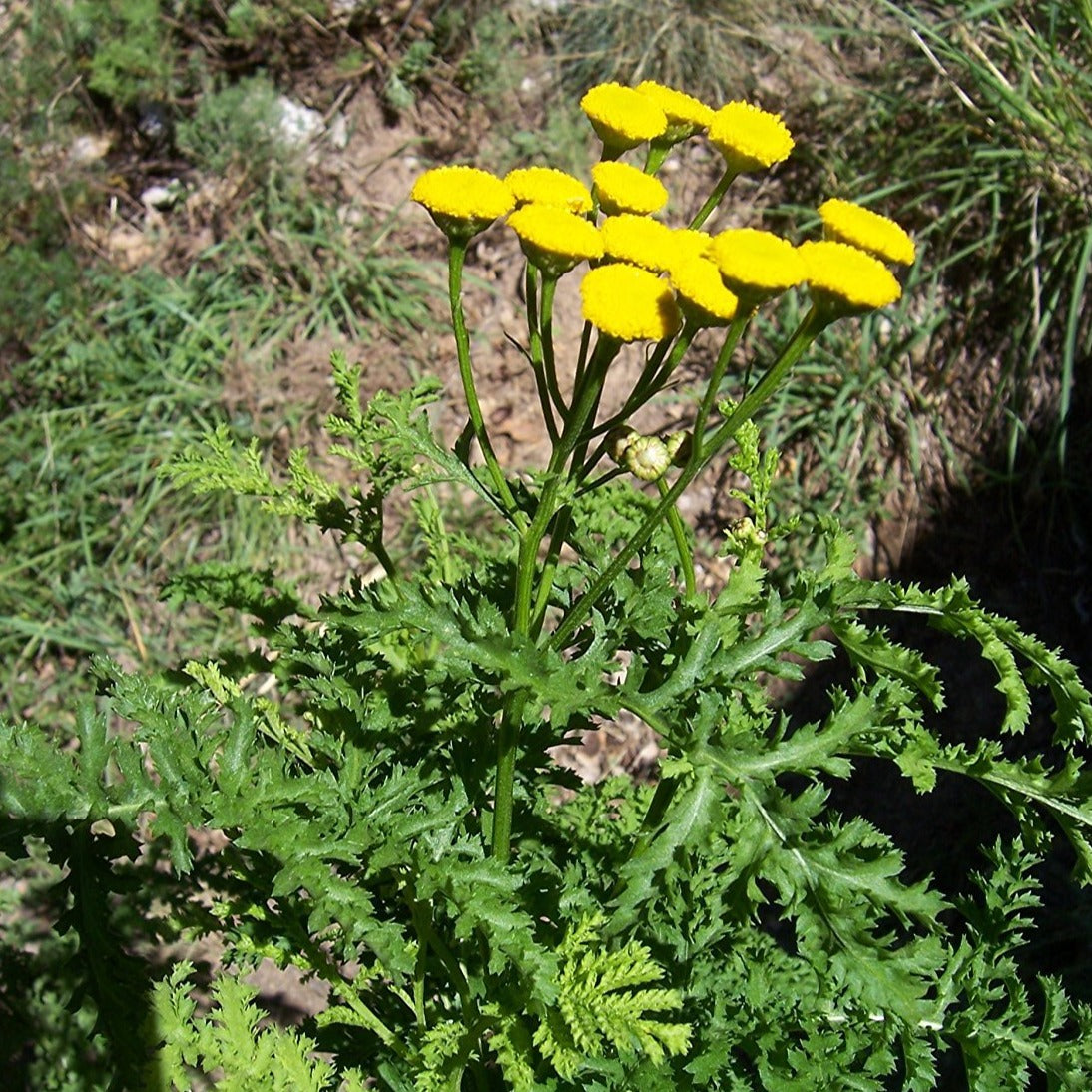 Black Wormwood Seeds (Artemisia genipi) [DISCONTINUED] – Frozen Seed ...