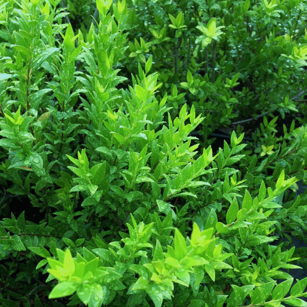 Greek Myrtle Seeds (Myrtus communis) – Frozen Seed Capsules™