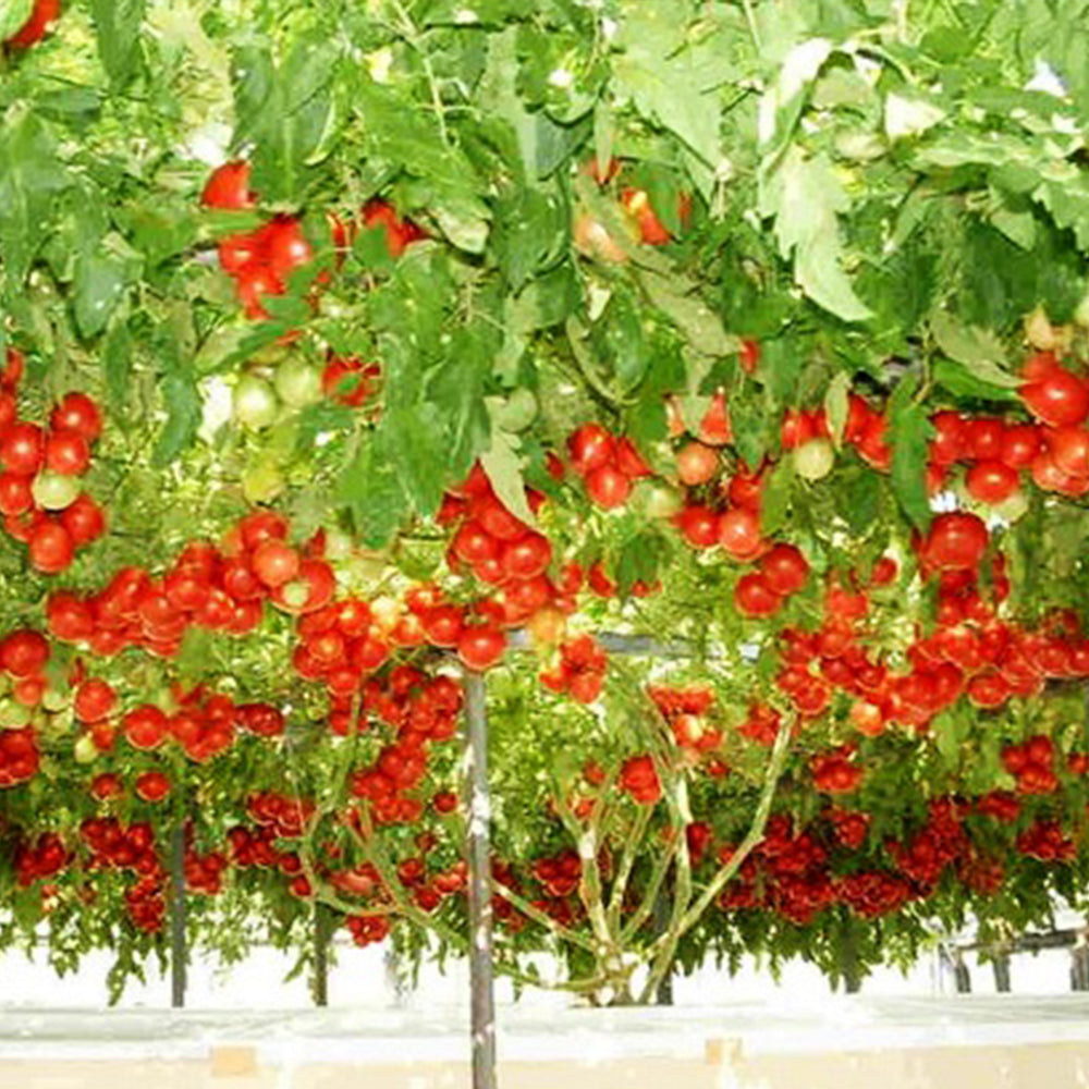 Italian Tree Tomato Seeds – Frozen Seed Capsules™