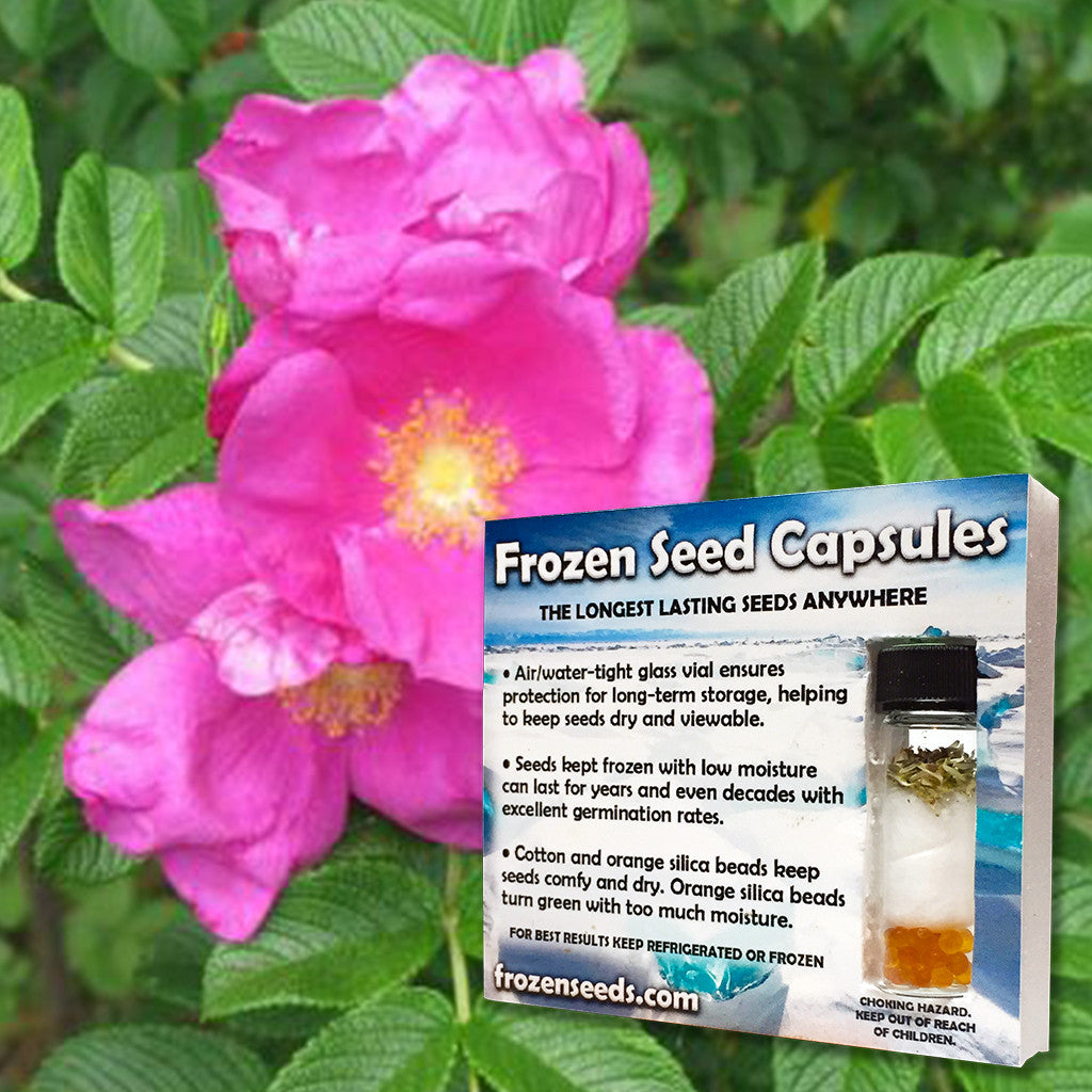 Japanese Rose Seeds (Rosa rugosa rubra) – Frozen Seed Capsules™