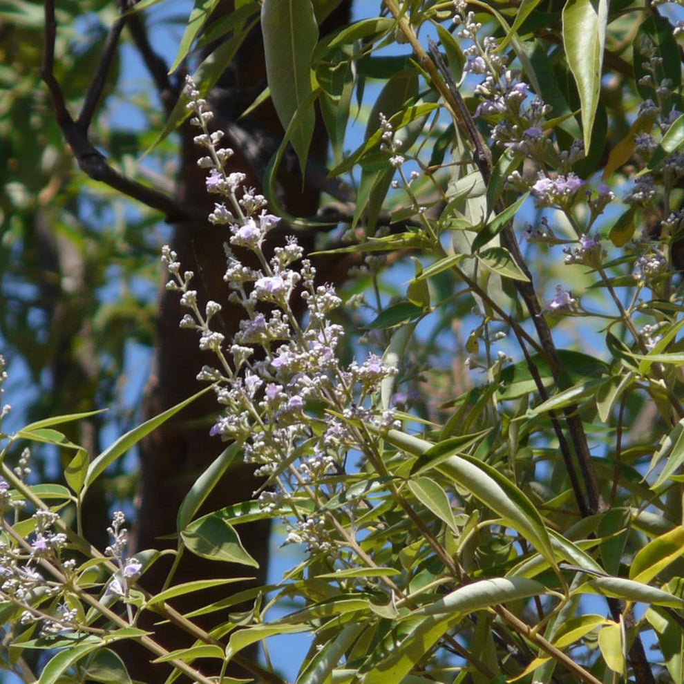 Lace-Leaved Vitex Seeds (Vitex negundo var. heterophylla) – Frozen Seed ...