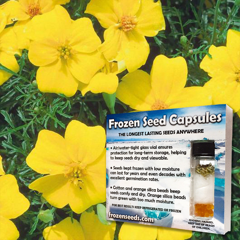 Lemon Gem Marigold Seeds (Tagetes tenuifolia) – Frozen Seed Capsules™