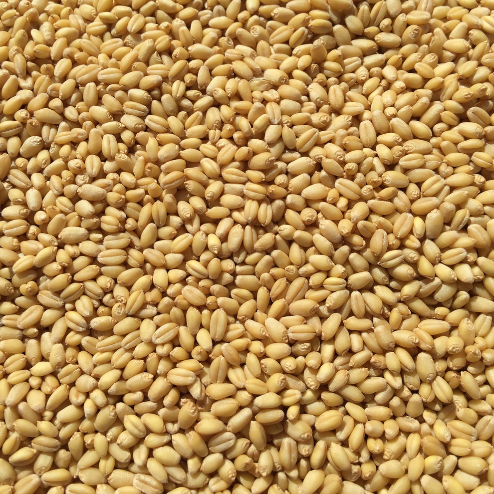 White Sonora Wheat Seeds – Frozen Seed Capsules™