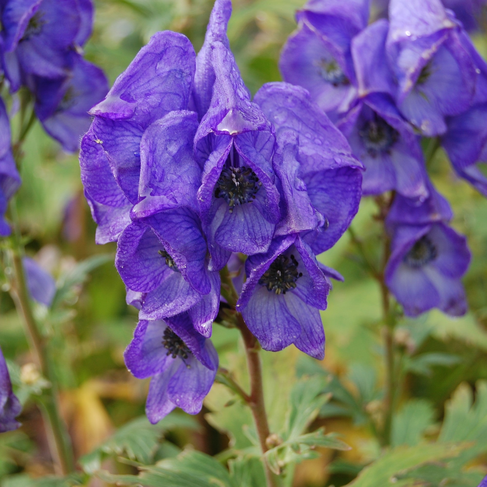 Chinese Aconite Seeds (Aconitum carmichaeli) – Frozen Seed Capsules™