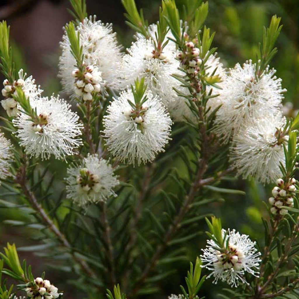 Australian Tea Tree Seeds (Melaleuca alternifolia) – Frozen Seed Capsules™