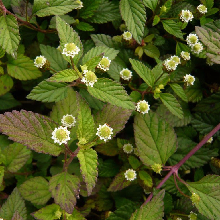 Aztec Sweet Herb Seeds (Lippia dulcis) [PACKET ONLY] – Frozen Seed ...