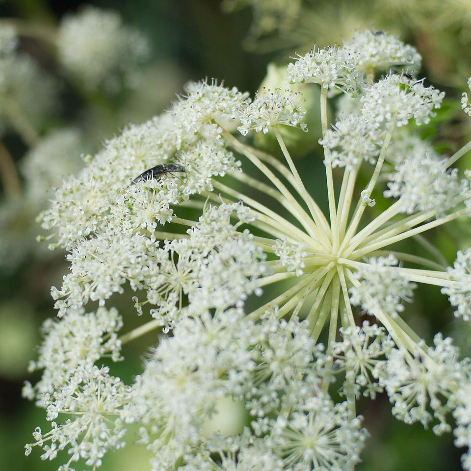 Bai Zhi Seeds (Angelica dahurica) – Frozen Seed Capsules™