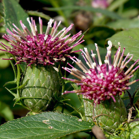 Bai Zhu Seeds (Atractylodes macrocephala) [DISCONTINUED] – Frozen Seed ...