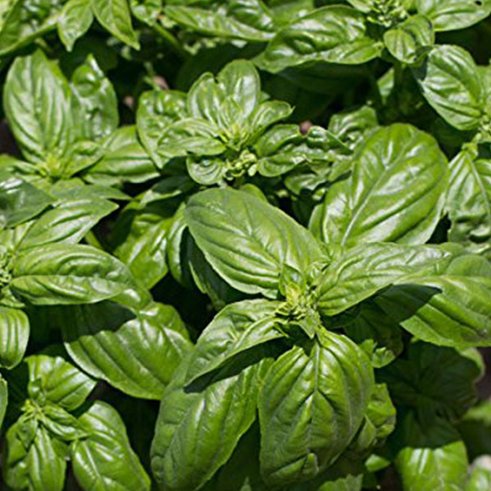 Ocimum Basilicum Seeds