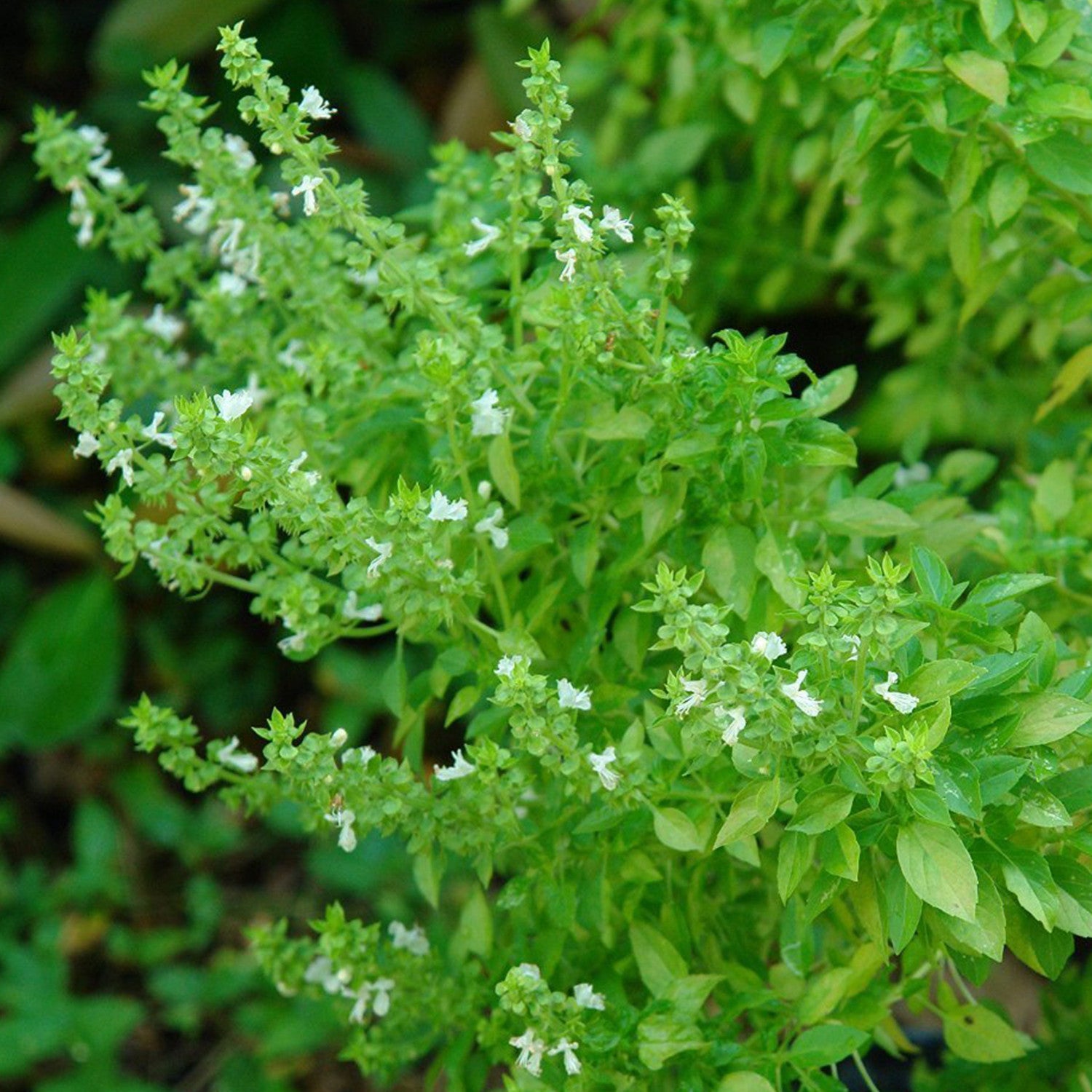Greek Dwarf Basil Seeds (Ocimum basilicum) – Frozen Seed Capsules™