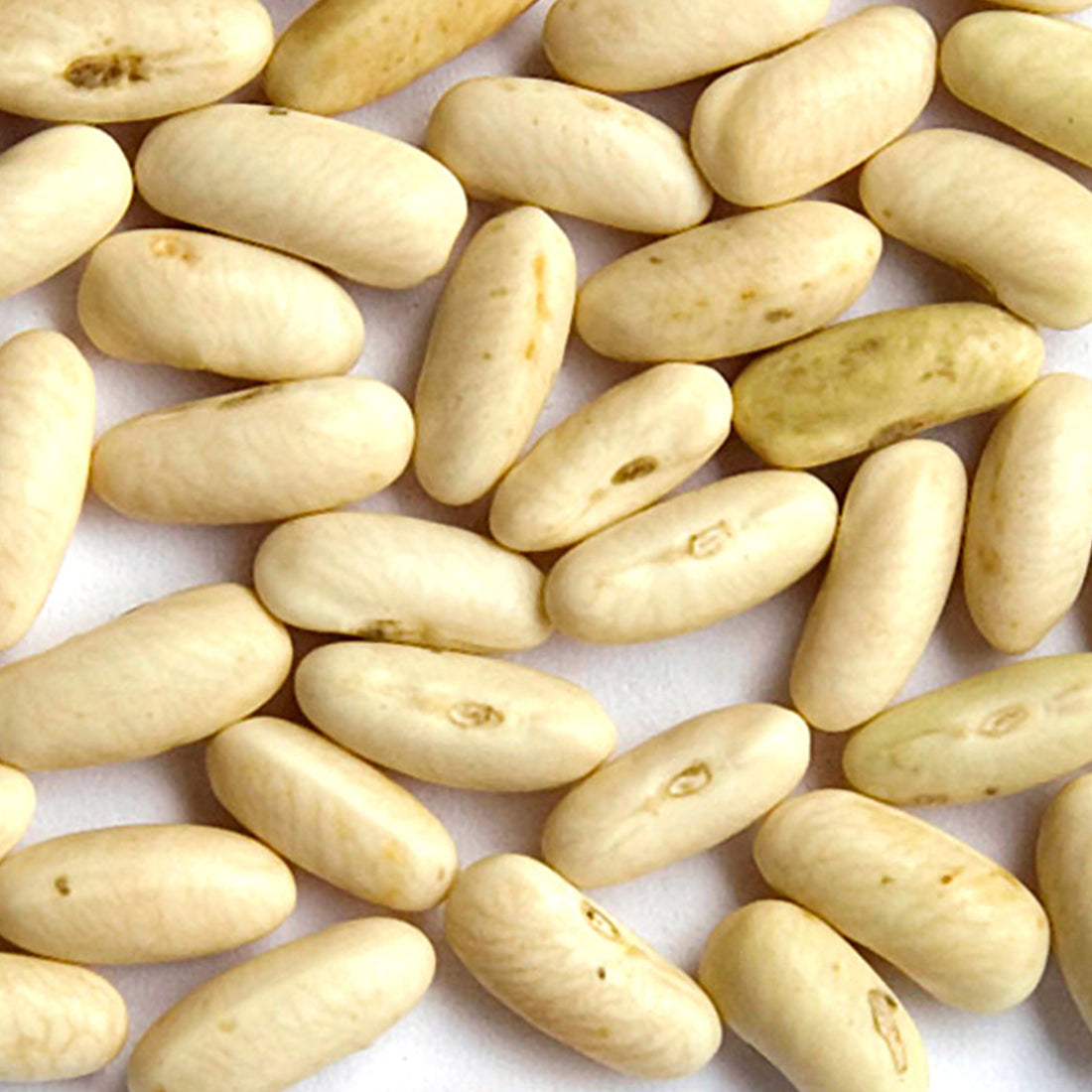White Rice Bush Bean Bean Seeds – Frozen Seed Capsules™