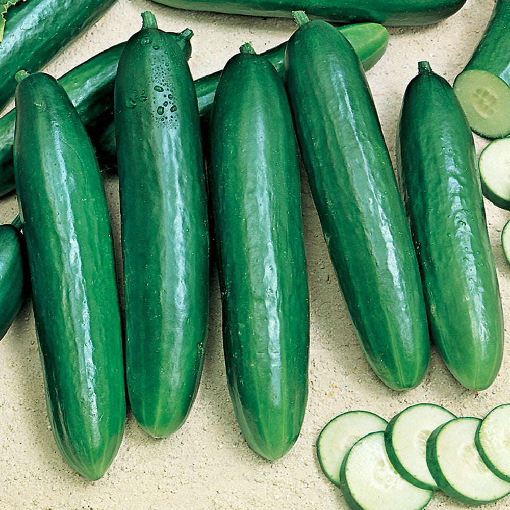 Beit Alpha Cucumber Seeds – Frozen Seed Capsules™