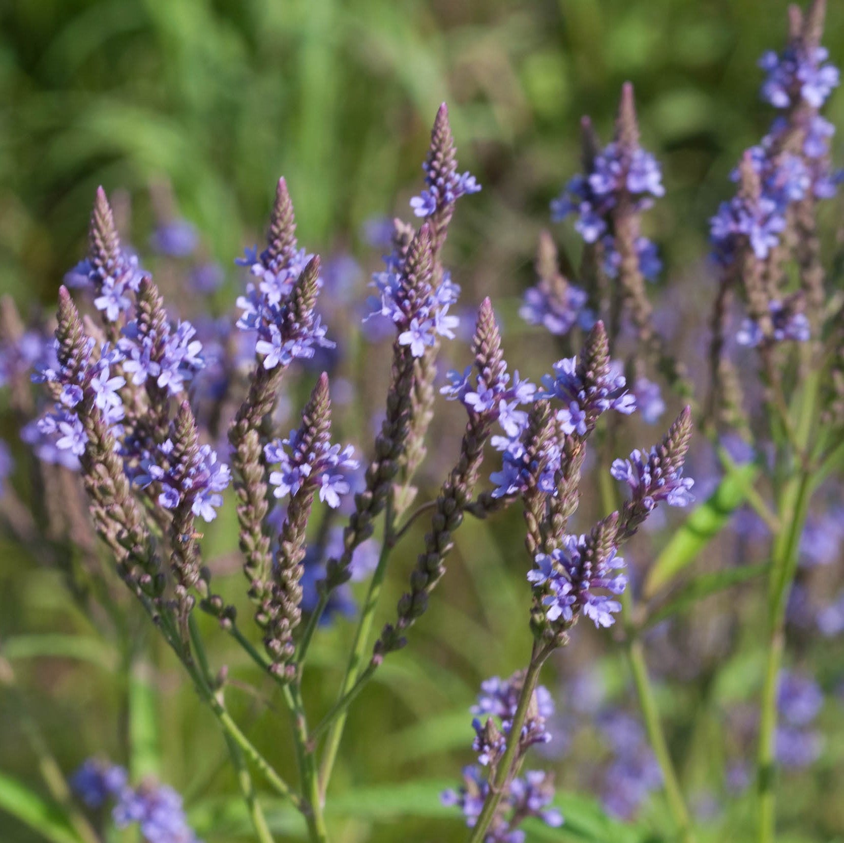 Blue Vervain Seeds (Verbena hastata) – Frozen Seed Capsules™