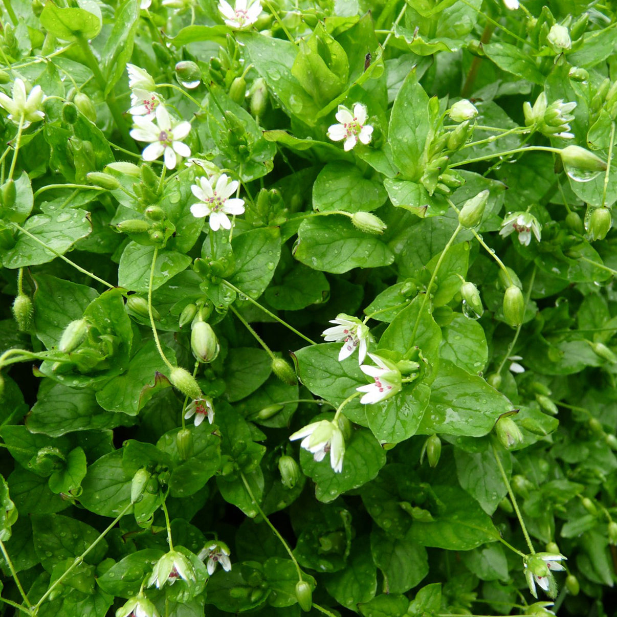 Chickweed Seeds (Stellaria media) – Frozen Seed Capsules™