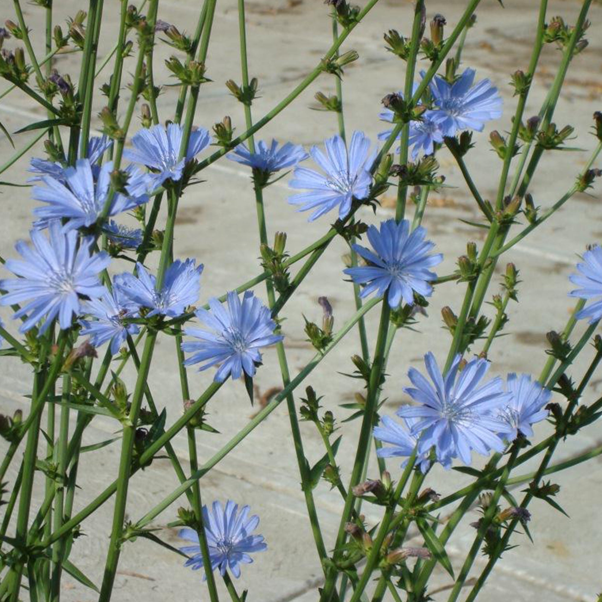 Chicory Seeds (Cichorium intybus) – Frozen Seed Capsules™