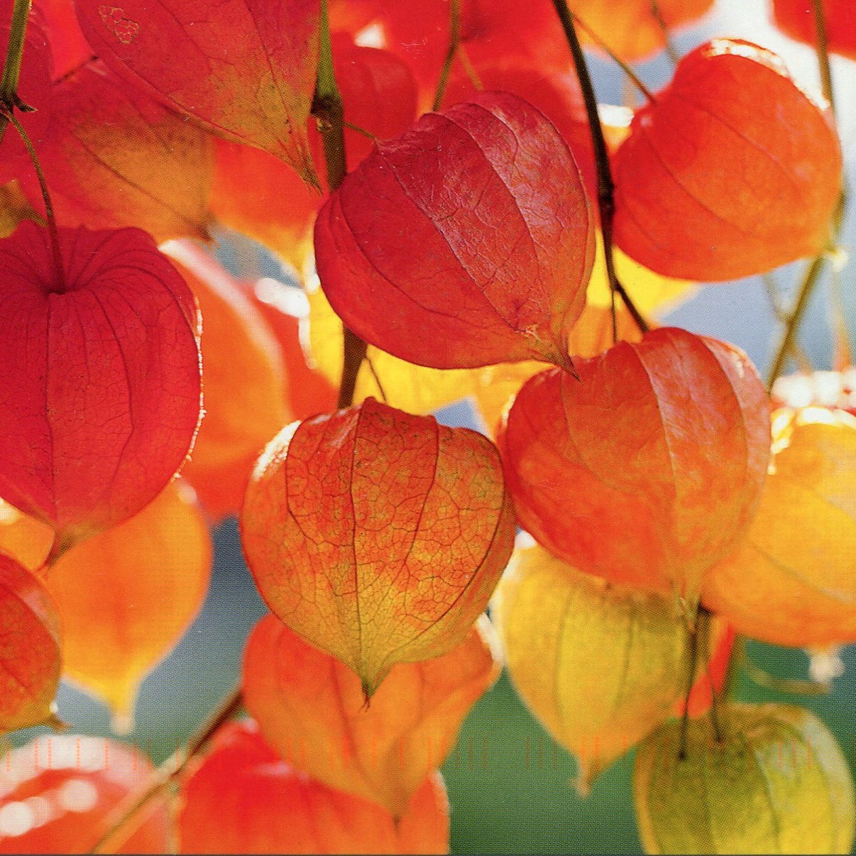 Chinese Lantern Seeds (Physalis alkekengi) – Frozen Seed Capsules™