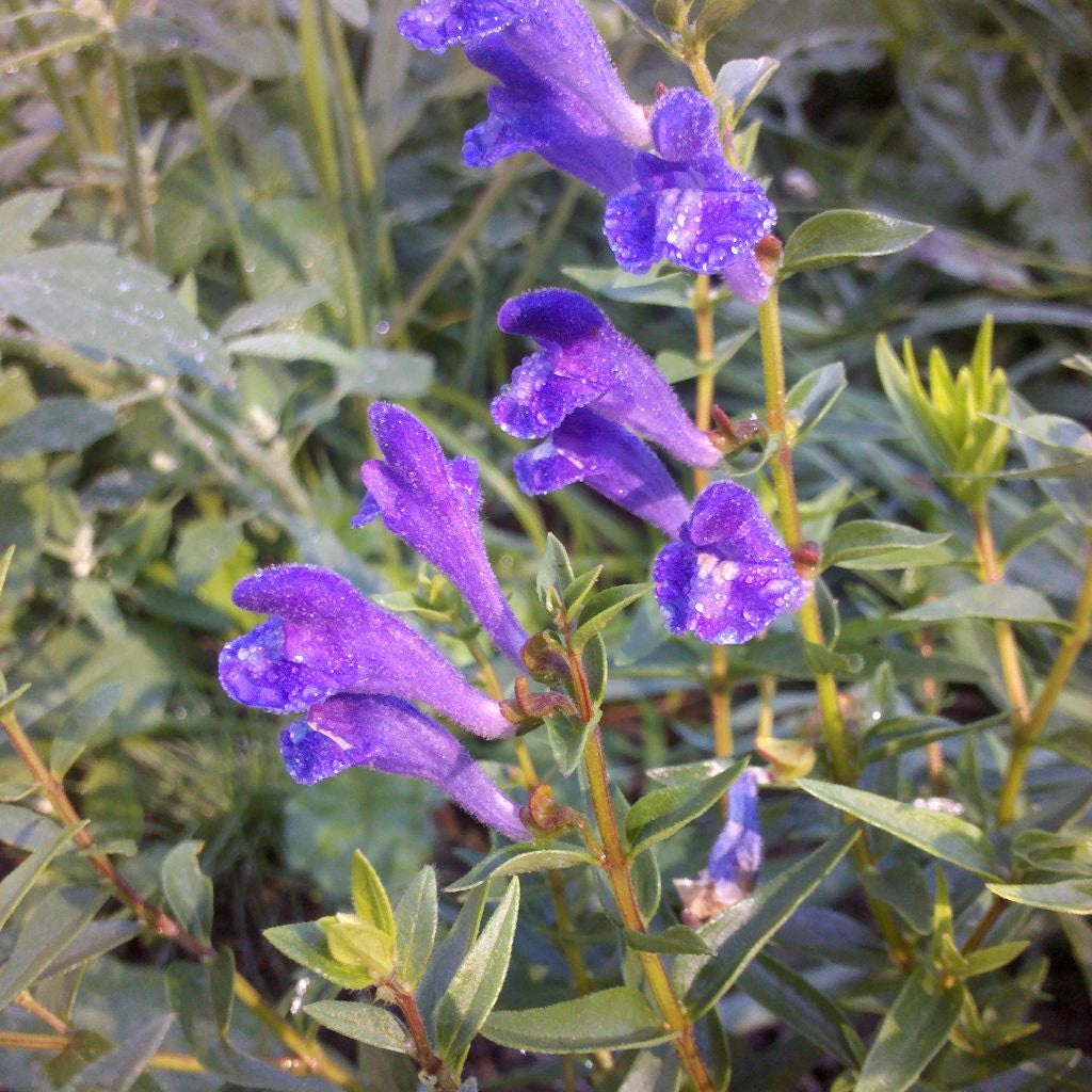 Red Sage Seeds (Salvia miltiorrhiza) – Frozen Seed Capsules™