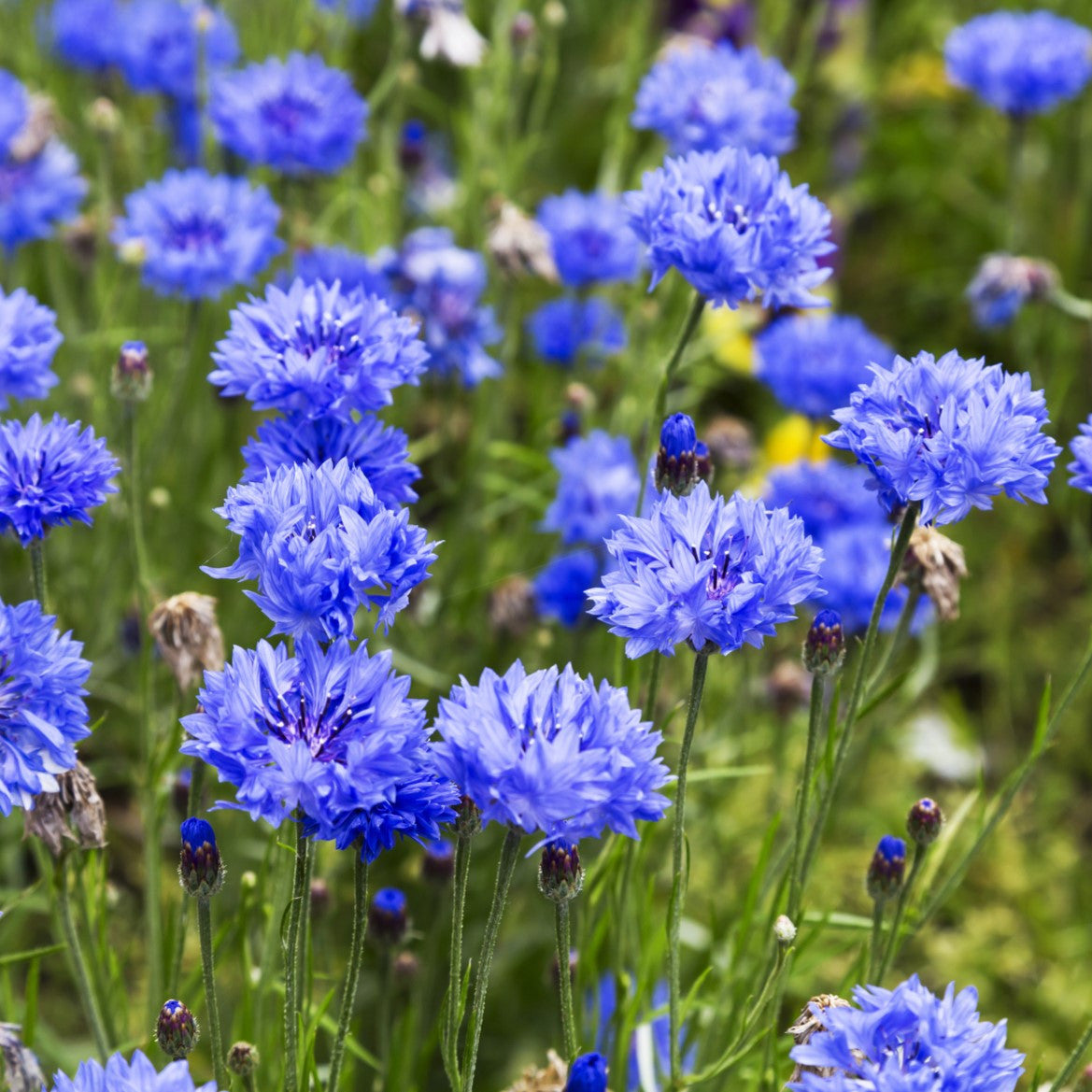Blue Cornflower Seeds