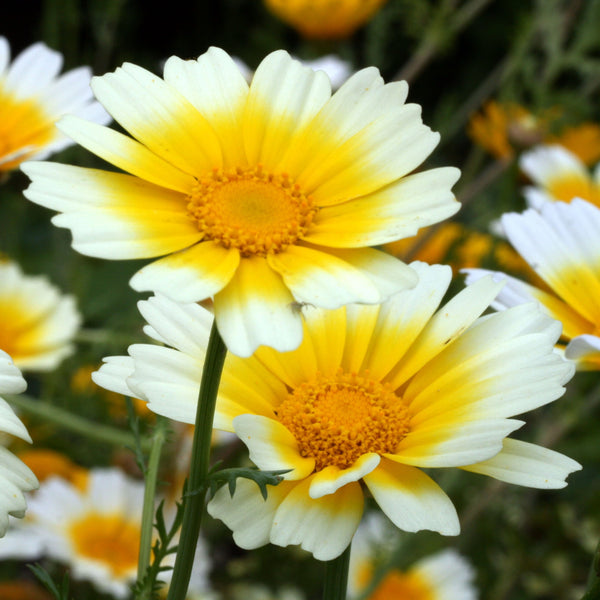 Edible Chrysanthemum; Shungiku Seeds (Glebionis coronaria) – Frozen ...