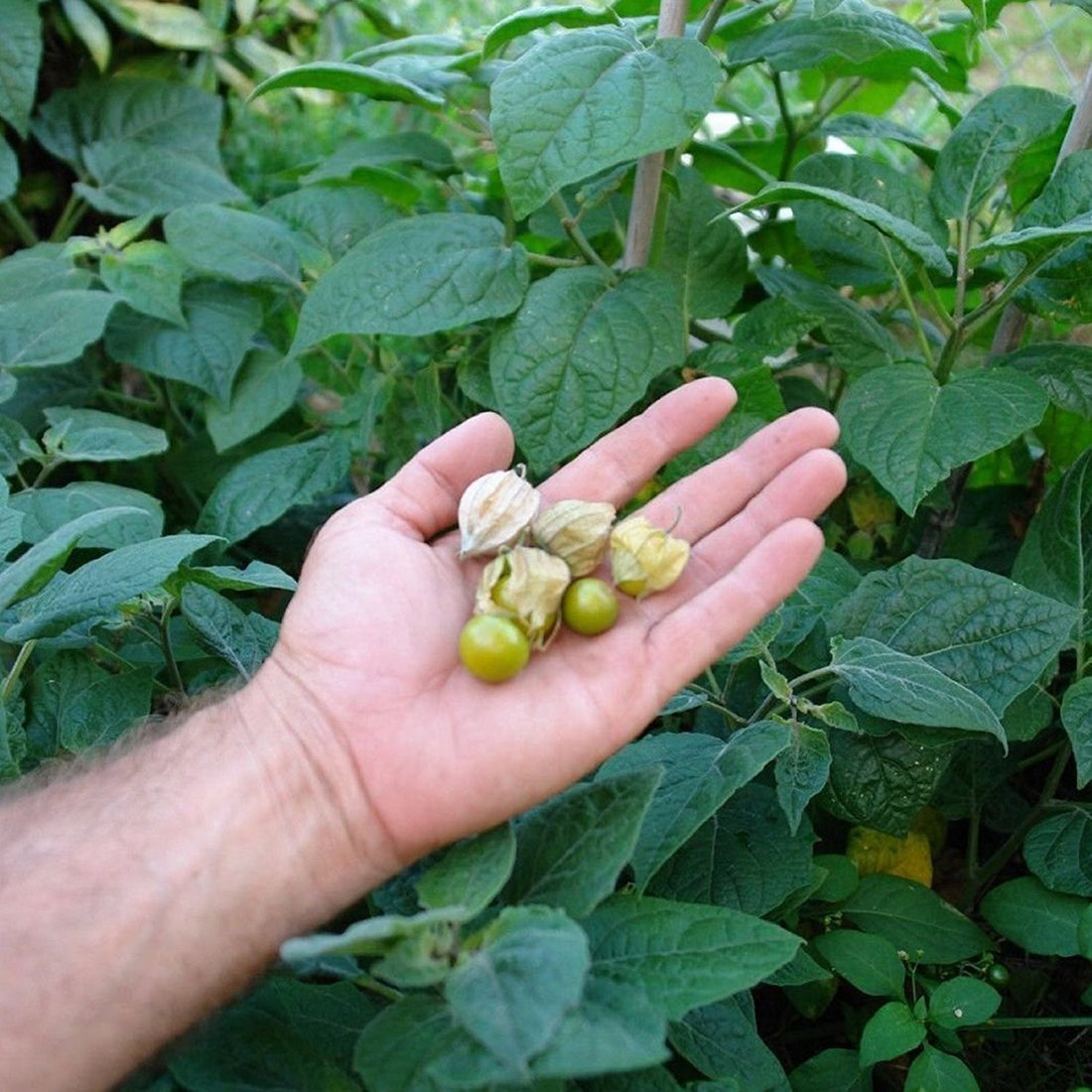 Giant Cape Gooseberry Seeds (Physalis peruviana) – Frozen Seed Capsules™
