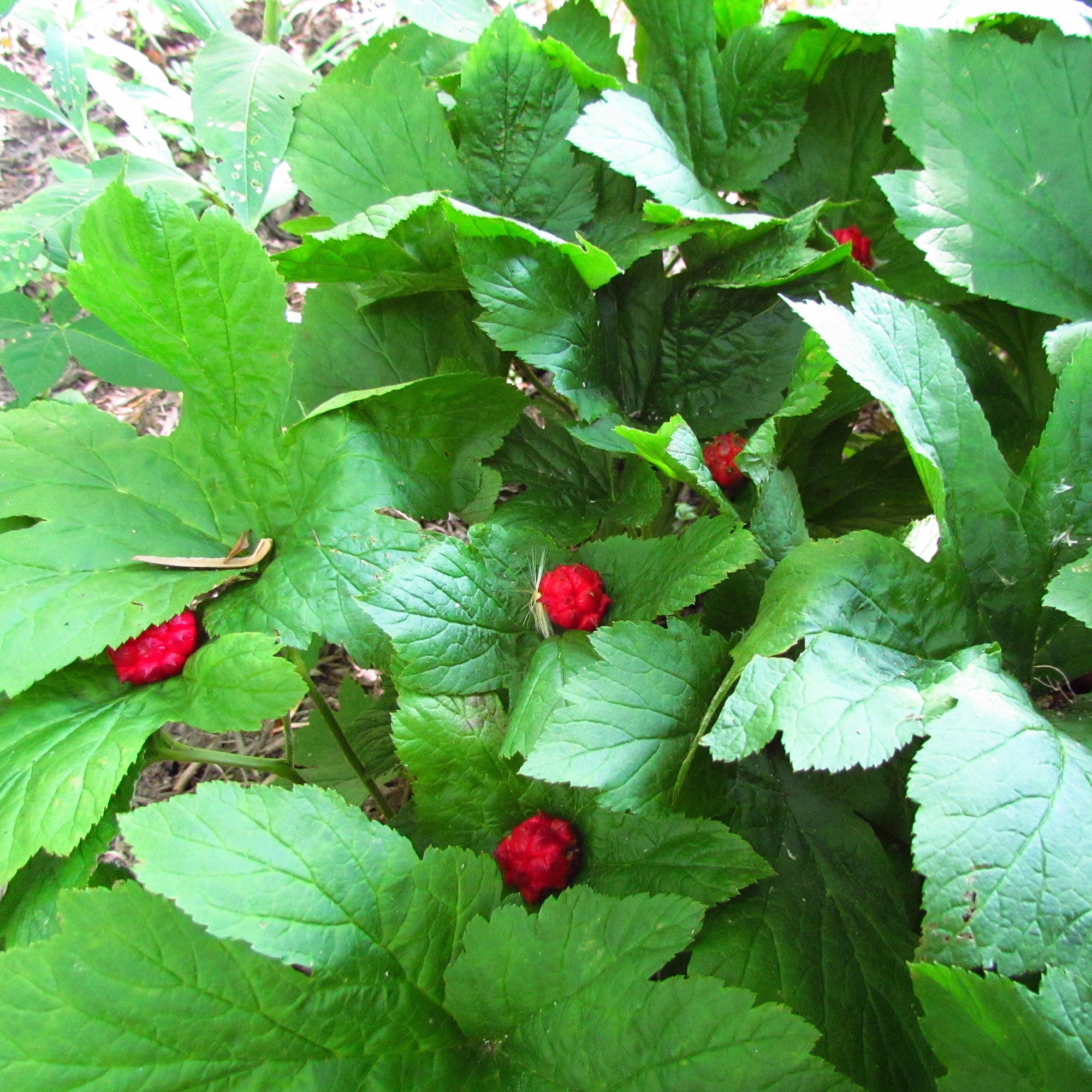 Goldenseal Seeds (Hydrastis canadensis) [PACKET ONLY] – Frozen Seed ...