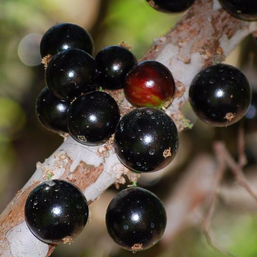 Jaboticaba Seeds (Myrciaria cauliflora) [PACKET ONLY] – Frozen Seed ...