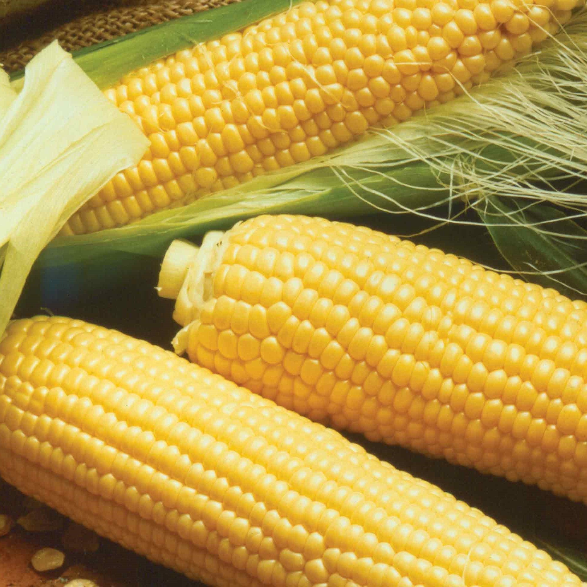 Kandy Corn Seeds [PACKET ONLY] – Frozen Seed Capsules™