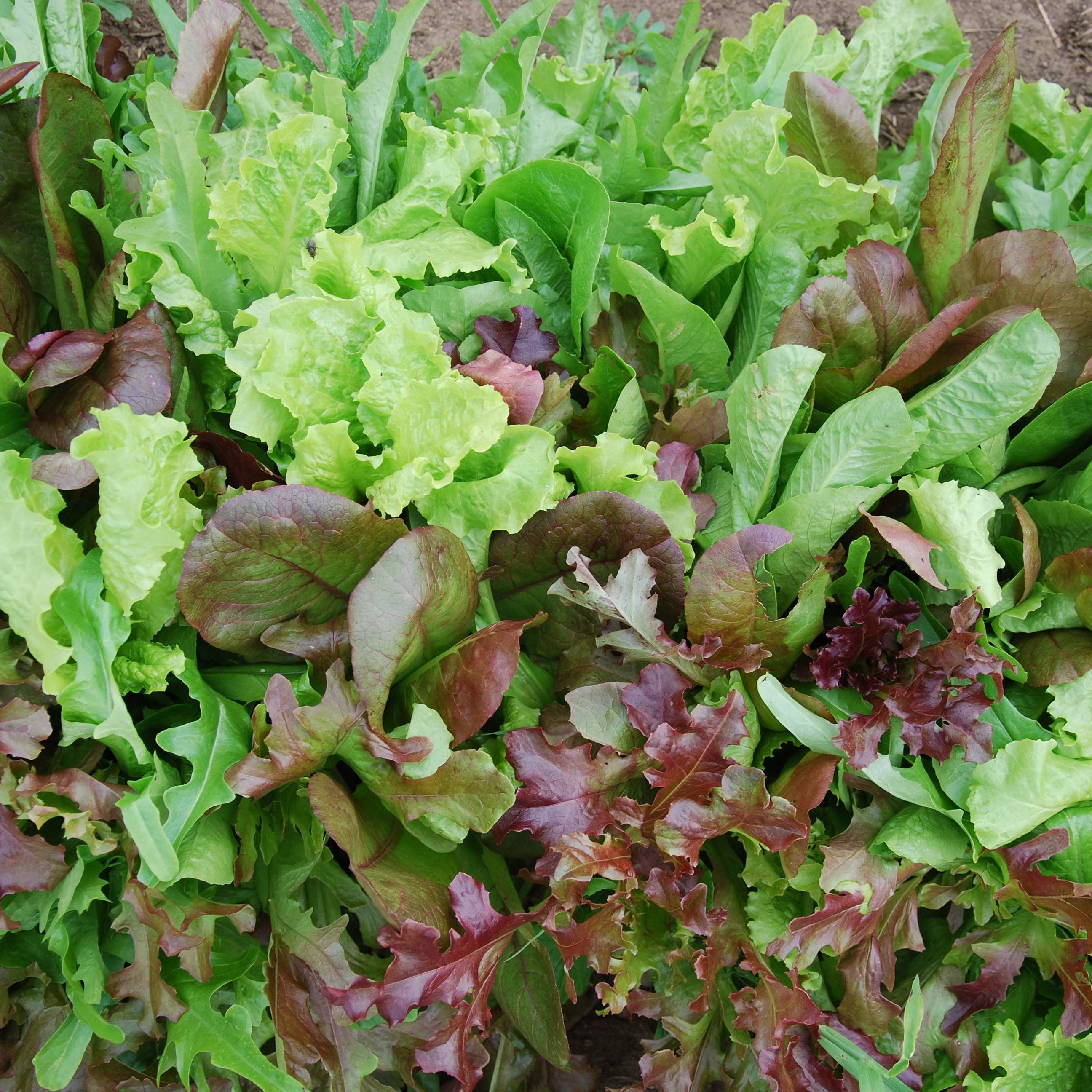 European Mesclun Mix Salad Blend Seeds – Frozen Seed Capsules™
