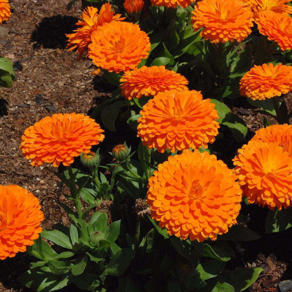 Calendula Seeds (Calendula officinalis) – Frozen Seed Capsules™