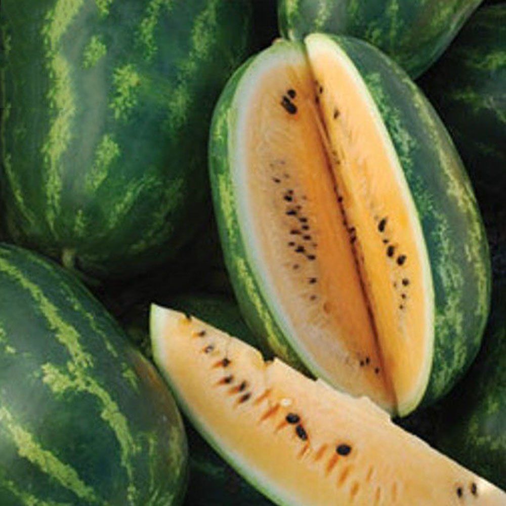Orange Flesh Tendersweet Watermelon Seeds [PACKET ONLY] – Frozen Seed ...