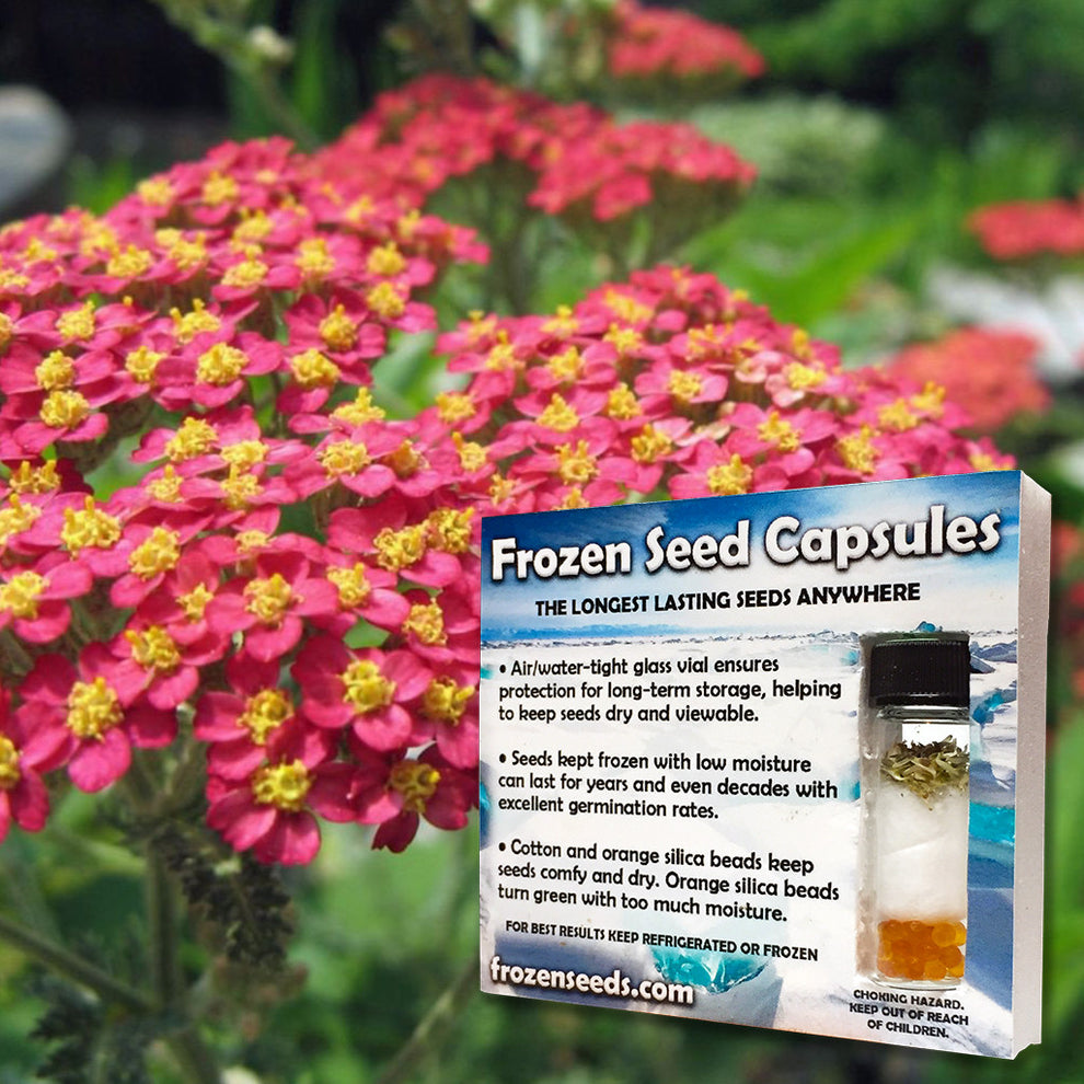 Red Yarrow Seeds (Achillea millefolium 'Cerise Queen') – Frozen Seed ...